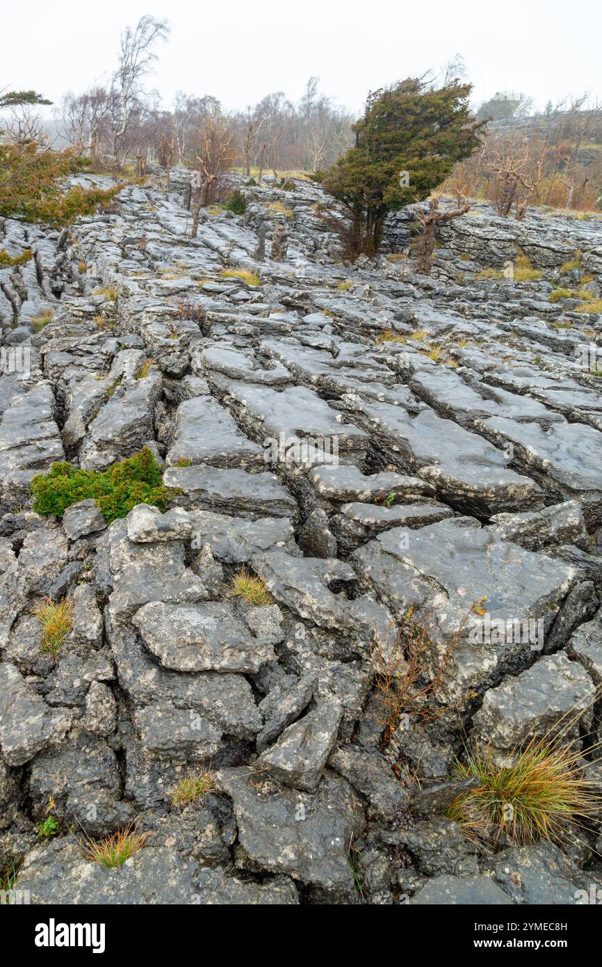 Whitbarrow - Hervey Memorial Reserve, Cumbria, England Stock Photo - Alamy