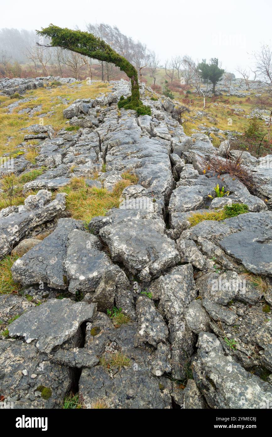 Whitbarrow - Hervey Memorial Reserve, Cumbria, England Stock Photo - Alamy