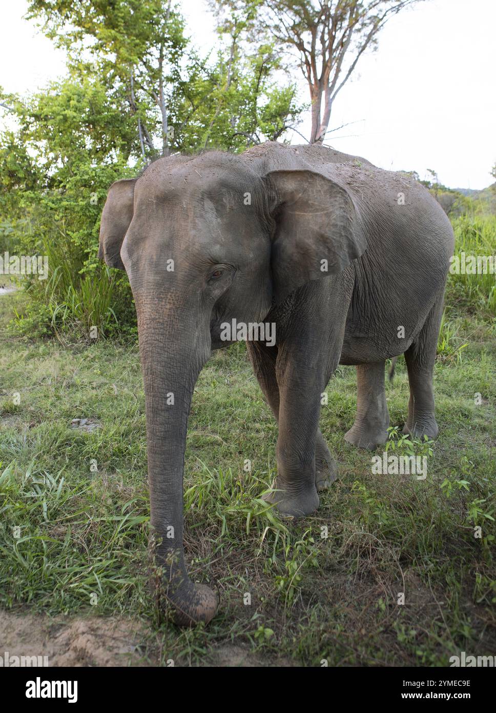 Sri Lanka elephant or Ceylon elephant (Elephas maximus maximus) in the ...