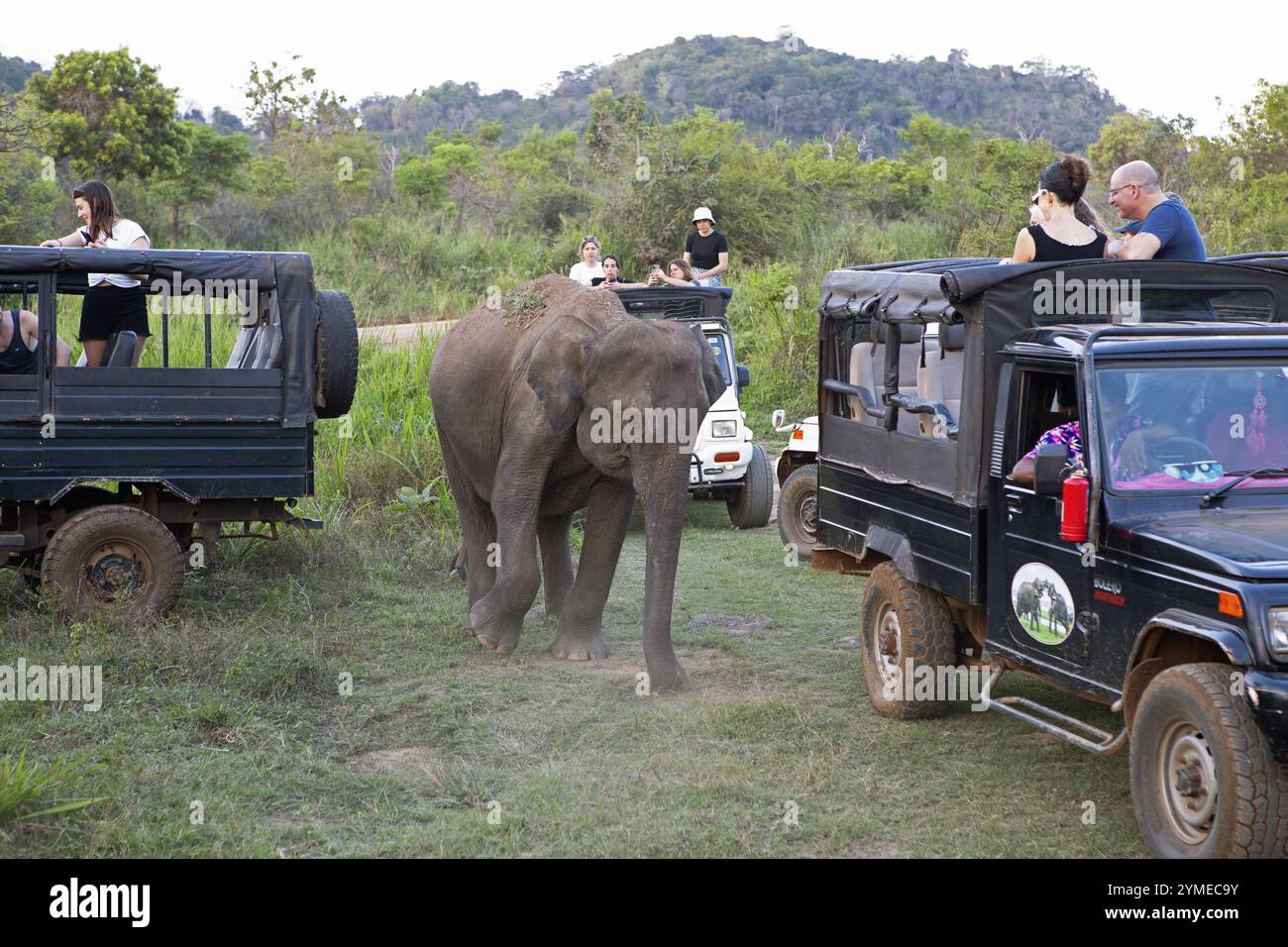 Sri Lanka elephant or Ceylon elephant (Elephas maximus maximus) between ...