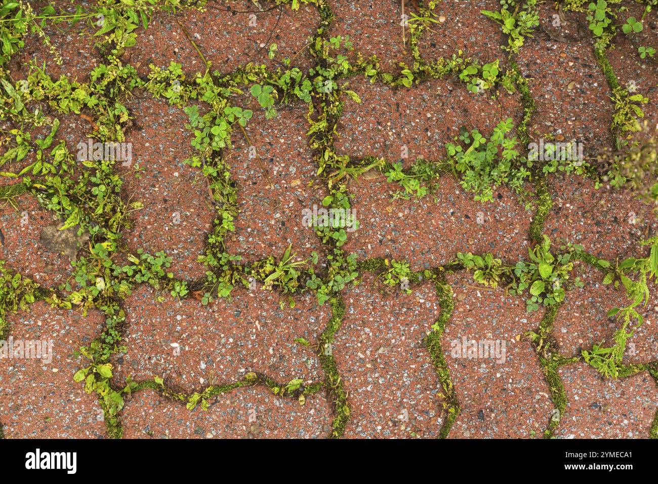Top view of undesirable and invasive plants including Bryophyta - Green ...