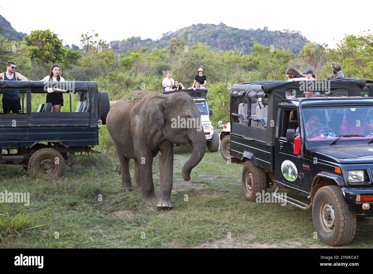 Sri Lanka elephant or Ceylon elephant (Elephas maximus maximus) between ...