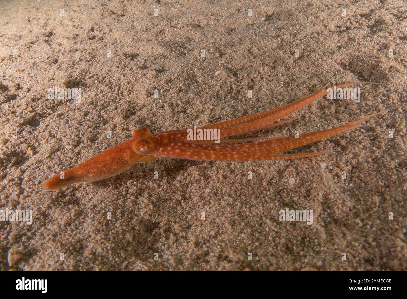 Octopus king of camouflage in the Red Sea, Eilat Israel Stock Photo - Alamy