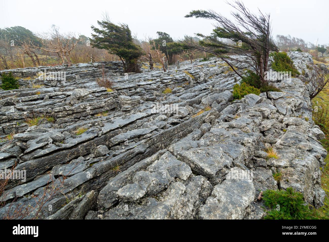 Whitbarrow - Hervey Memorial Reserve, Cumbria, England Stock Photo - Alamy