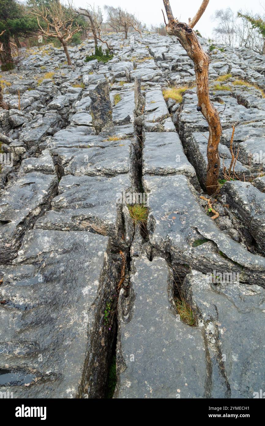 Whitbarrow - Hervey Memorial Reserve, Cumbria, England Stock Photo - Alamy