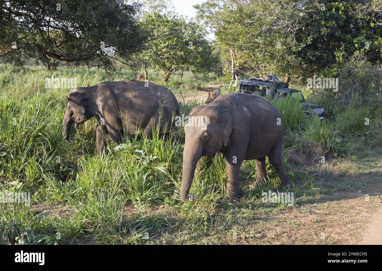 Sri Lanka elephants or Ceylon elephants (Elephas maximus maximus) and ...
