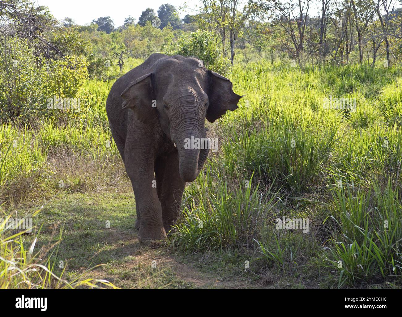 Sri Lanka Elephant or Ceylon Elephant (Elephas maximus maximus), Hurulu ...