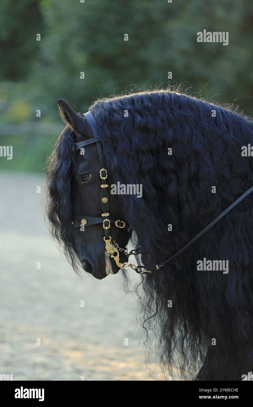 Friesian, Friesian horse, long mane, head picture, curb bit Stock Photo ...