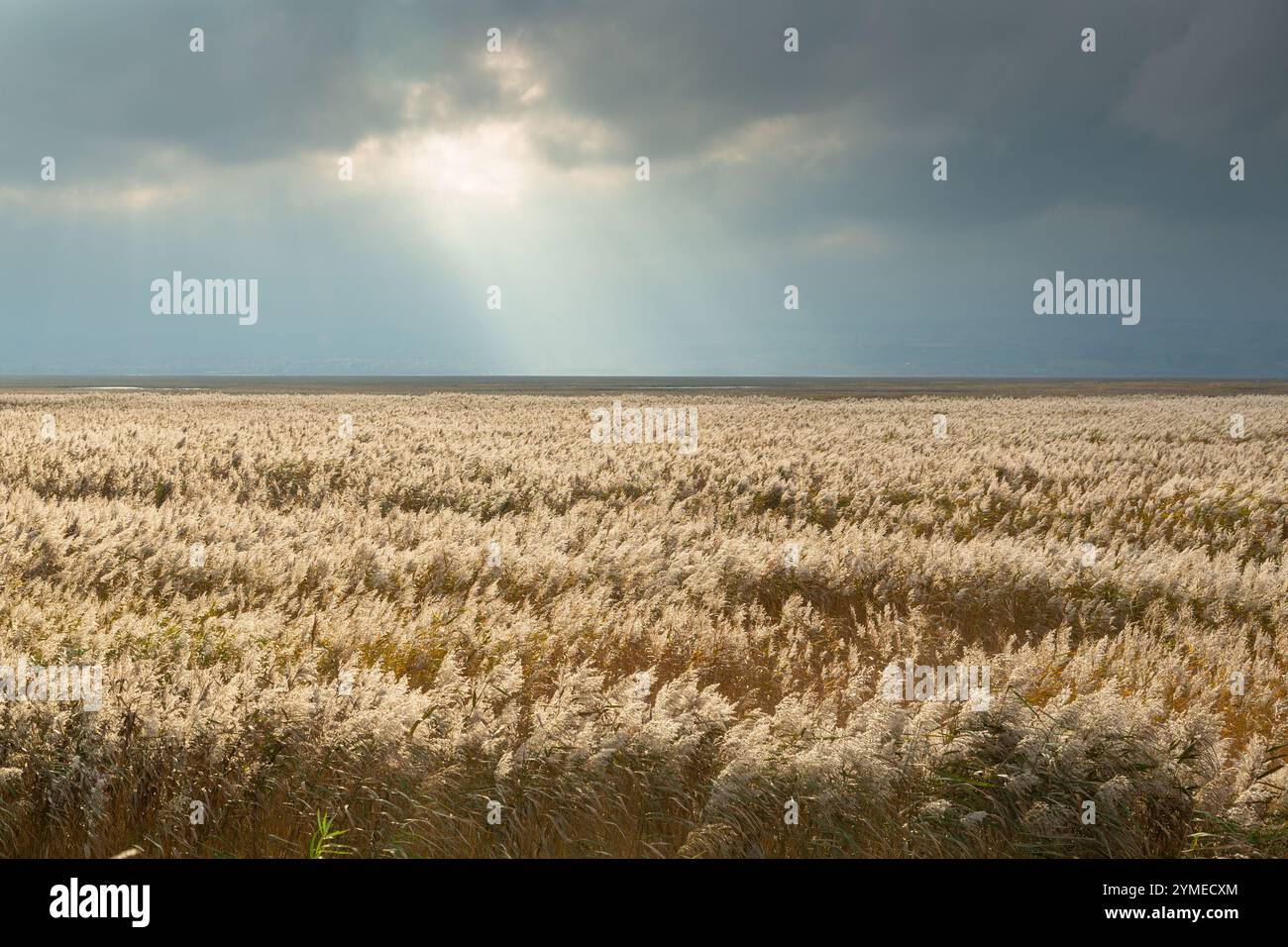 The Salt Marsh and Reed beds with a dramatic sky on The Wirral ...