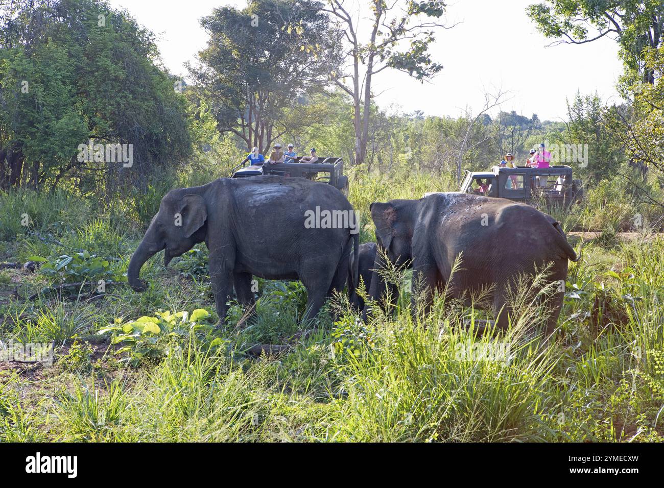 Sri Lanka elephants or Ceylon elephants (Elephas maximus maximus) and ...