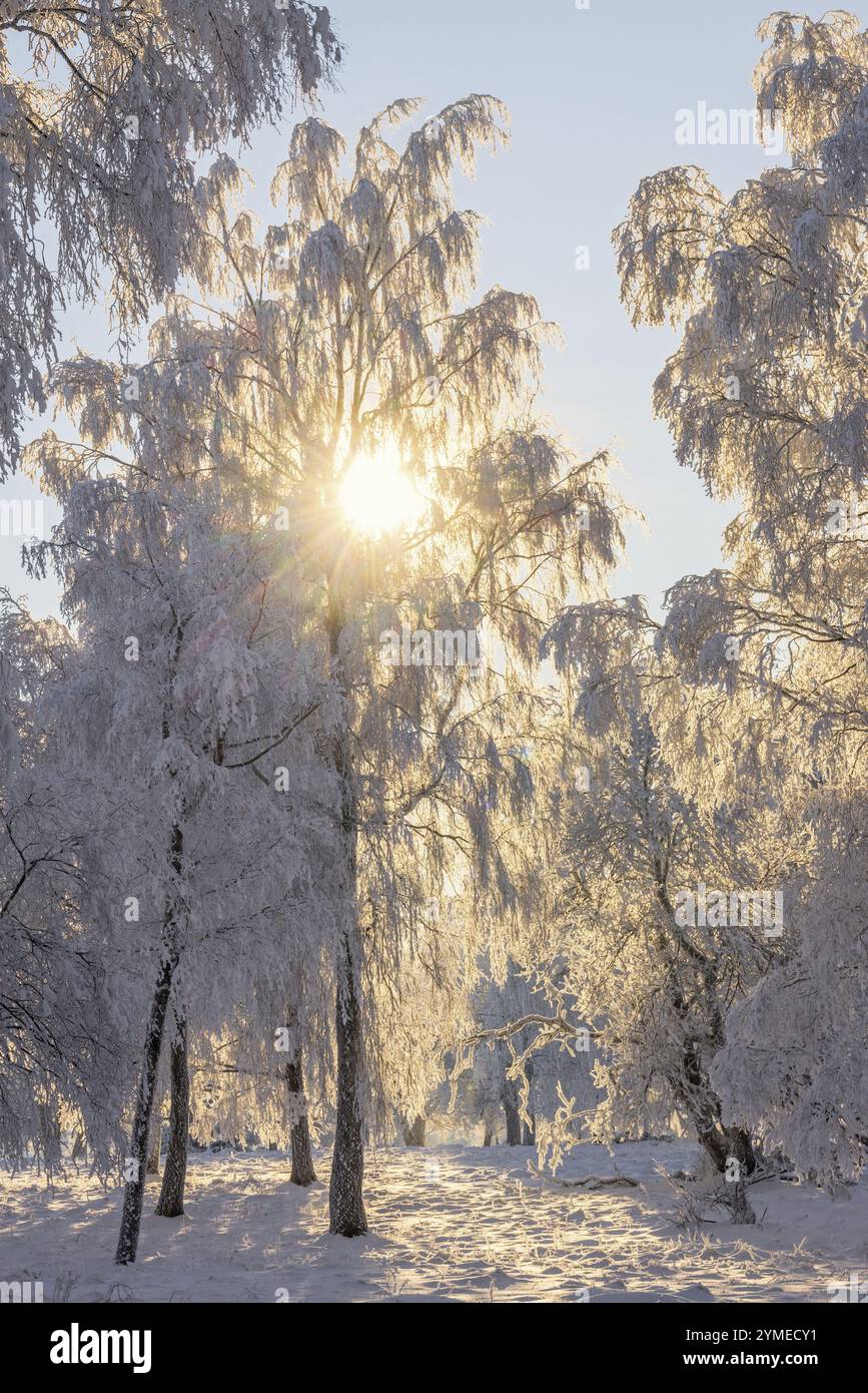 Birch trees snow hi-res stock photography and images - Alamy