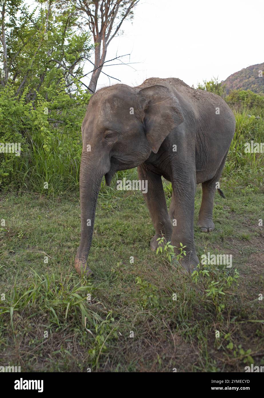 Sri Lanka elephant or Ceylon elephant (Elephas maximus maximus) in the ...