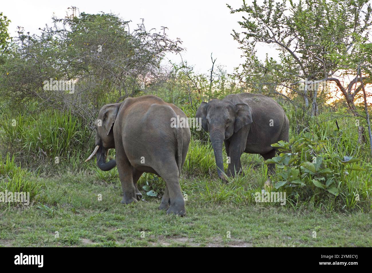 Sri Lanka elephants or Ceylon elephants (Elephas maximus maximus) in ...