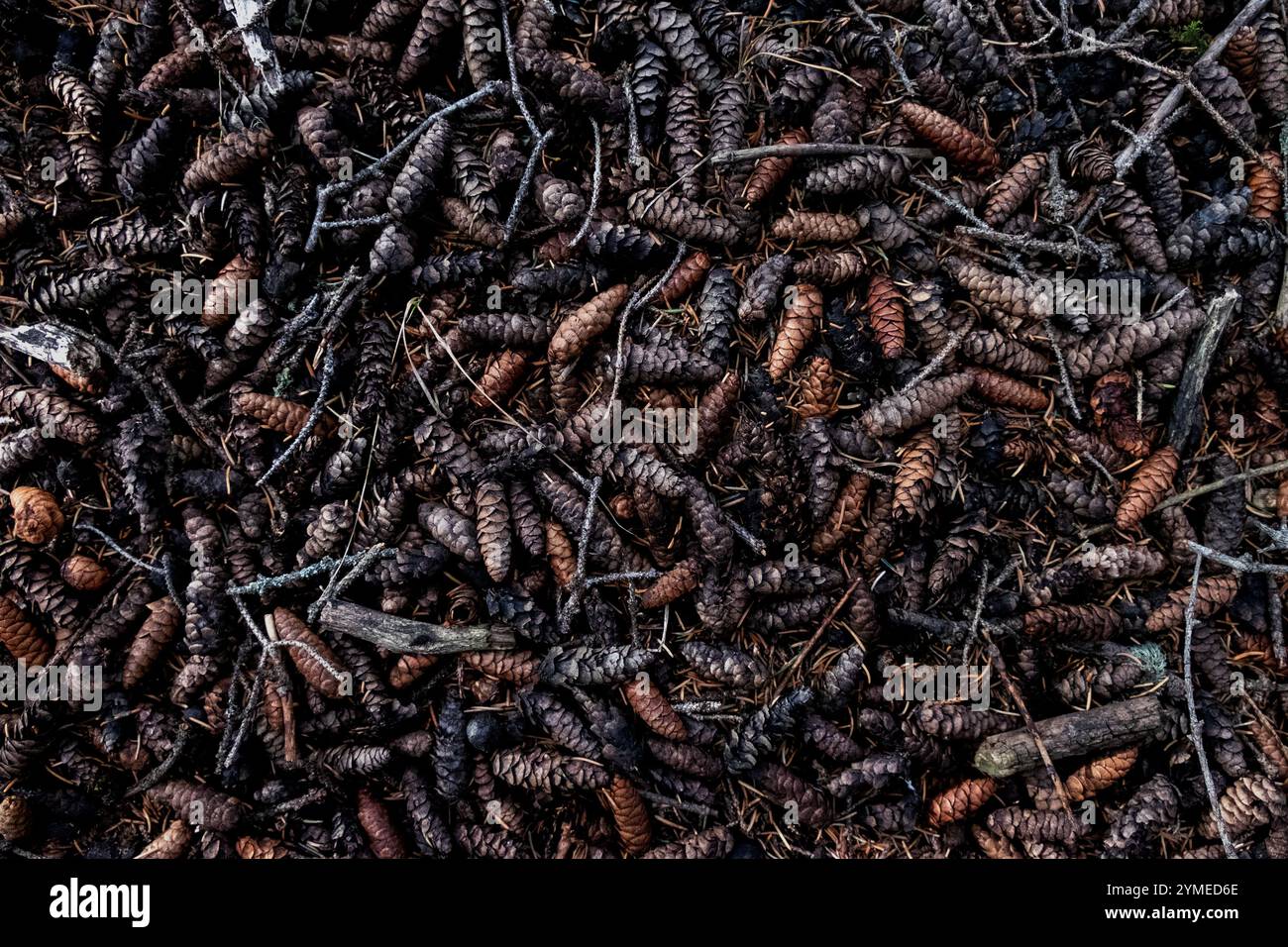 Overhead shot forest floor hi-res stock photography and images - Alamy