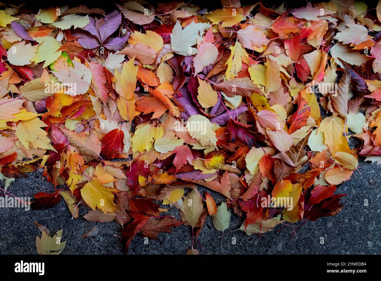 Fall maple leaves on concrete, overhead shot Stock Photo - Alamy