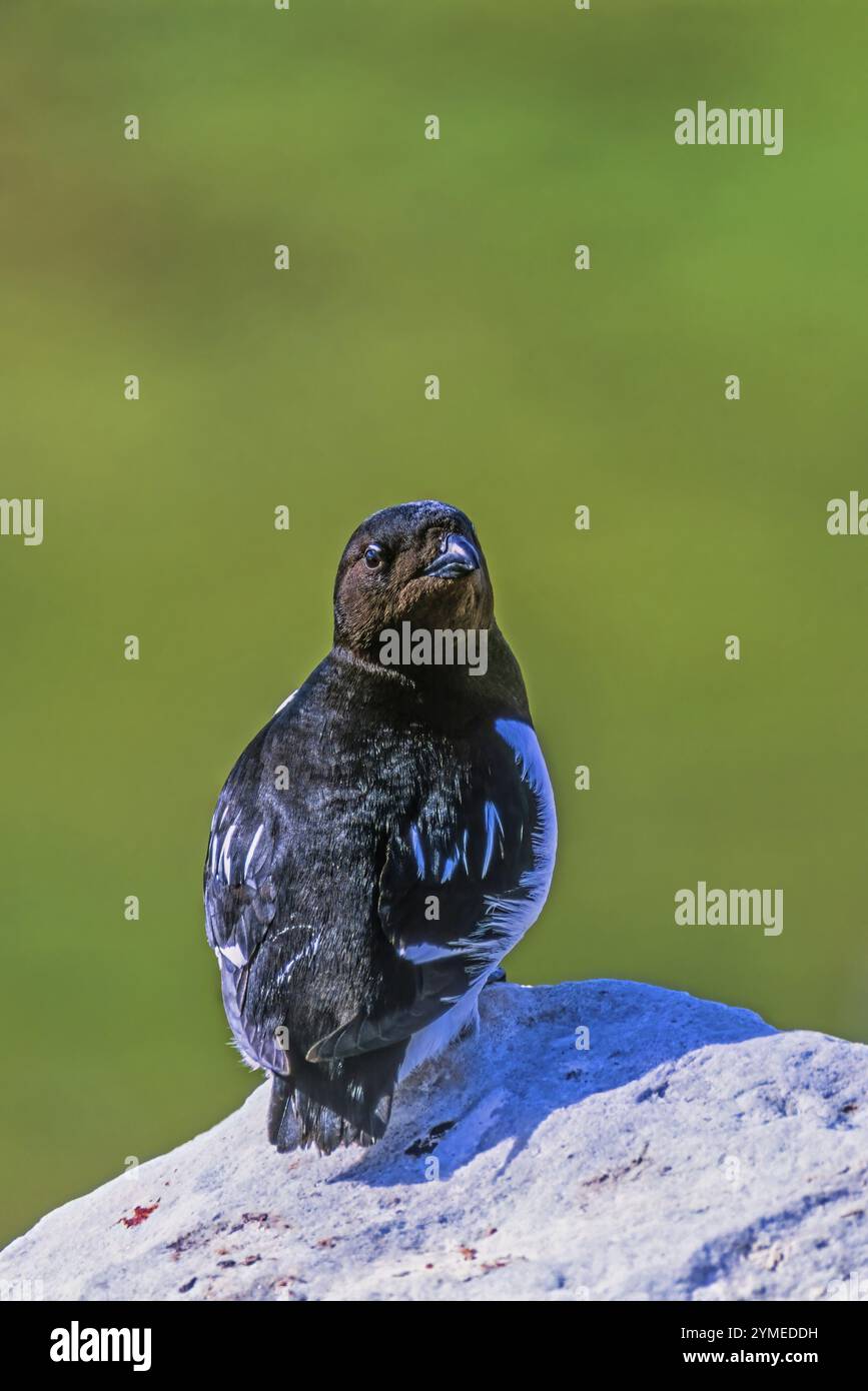 Little auk (Alle alle) sitting and looking back on a rock in the arctic ...