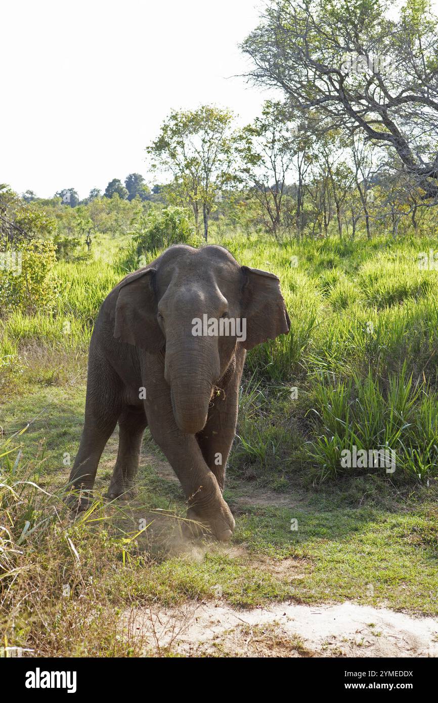 Sri Lanka Elephant or Ceylon Elephant (Elephas maximus maximus), Hurulu ...