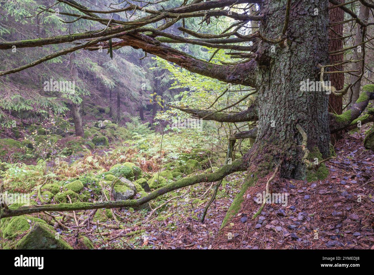 Old spruce tree trunk in an old growth forest and moss covered rocks in ...