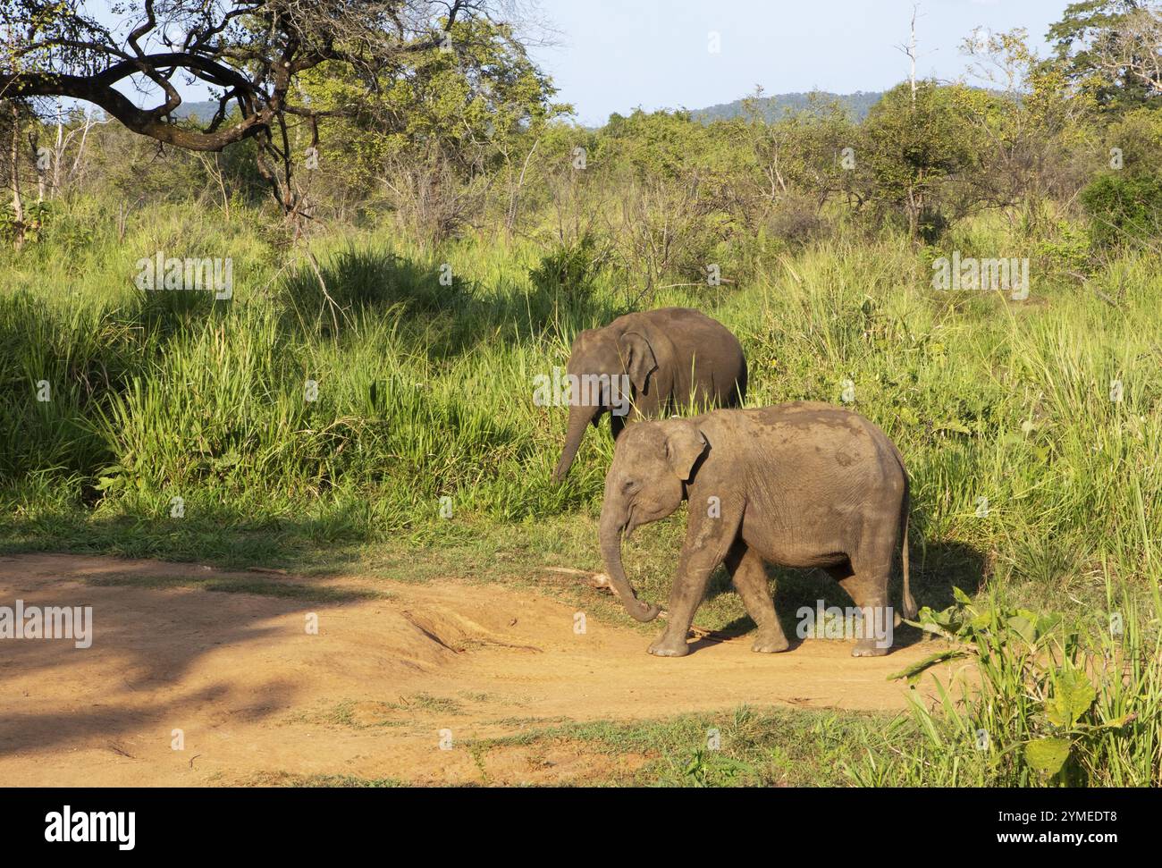 Sri Lanka elephants or Ceylon elephants (Elephas maximus maximus ...
