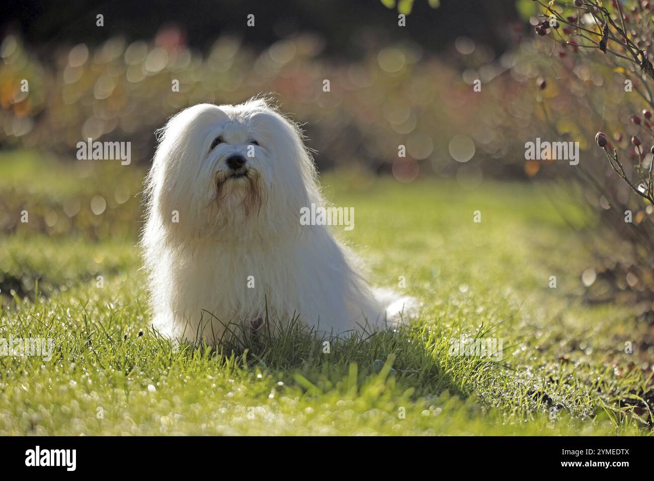 Coton de Tulear, cotton dog, Madagascar, Africa Stock Photo - Alamy