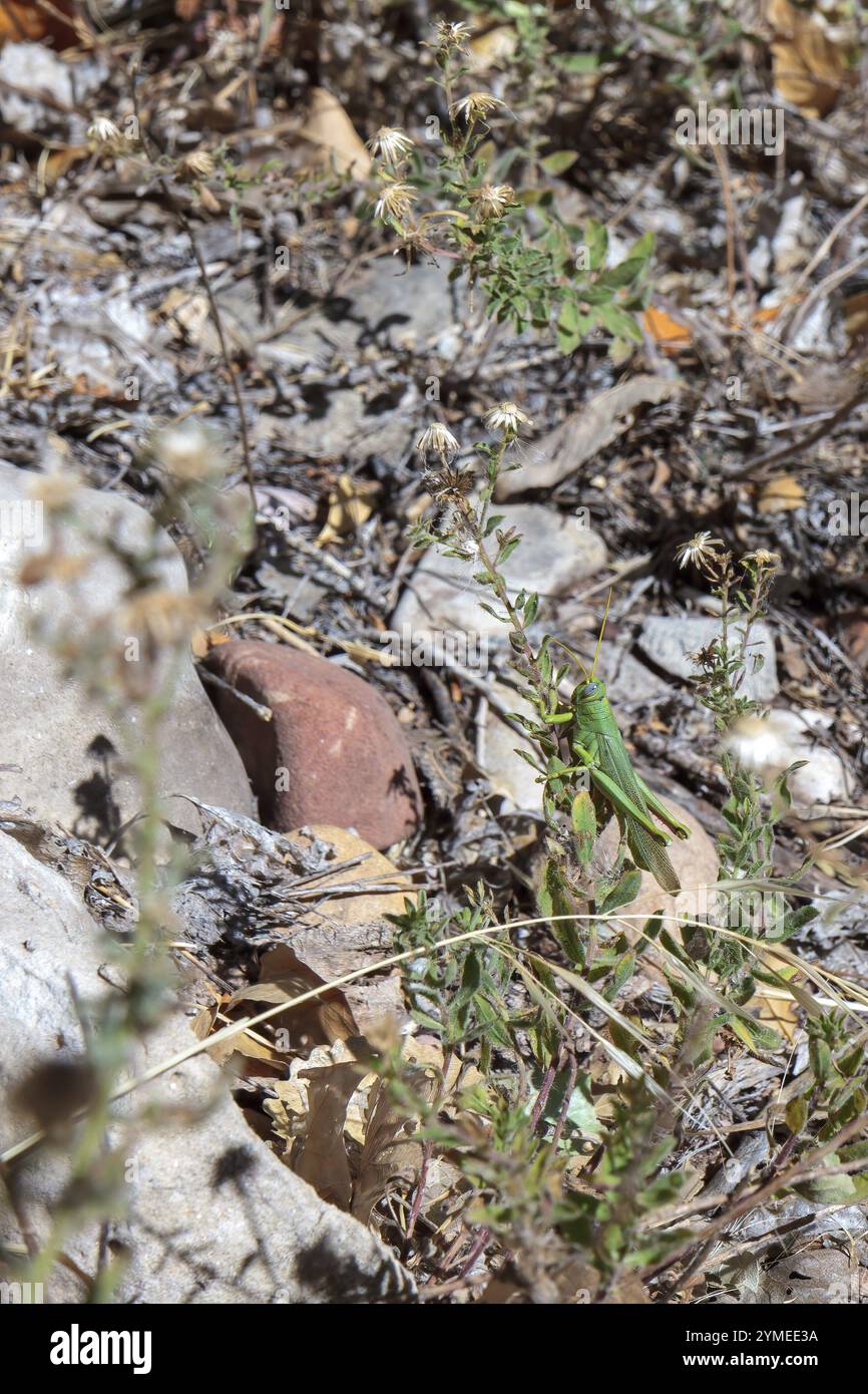 Grasshopper sun bathing hi-res stock photography and images - Alamy