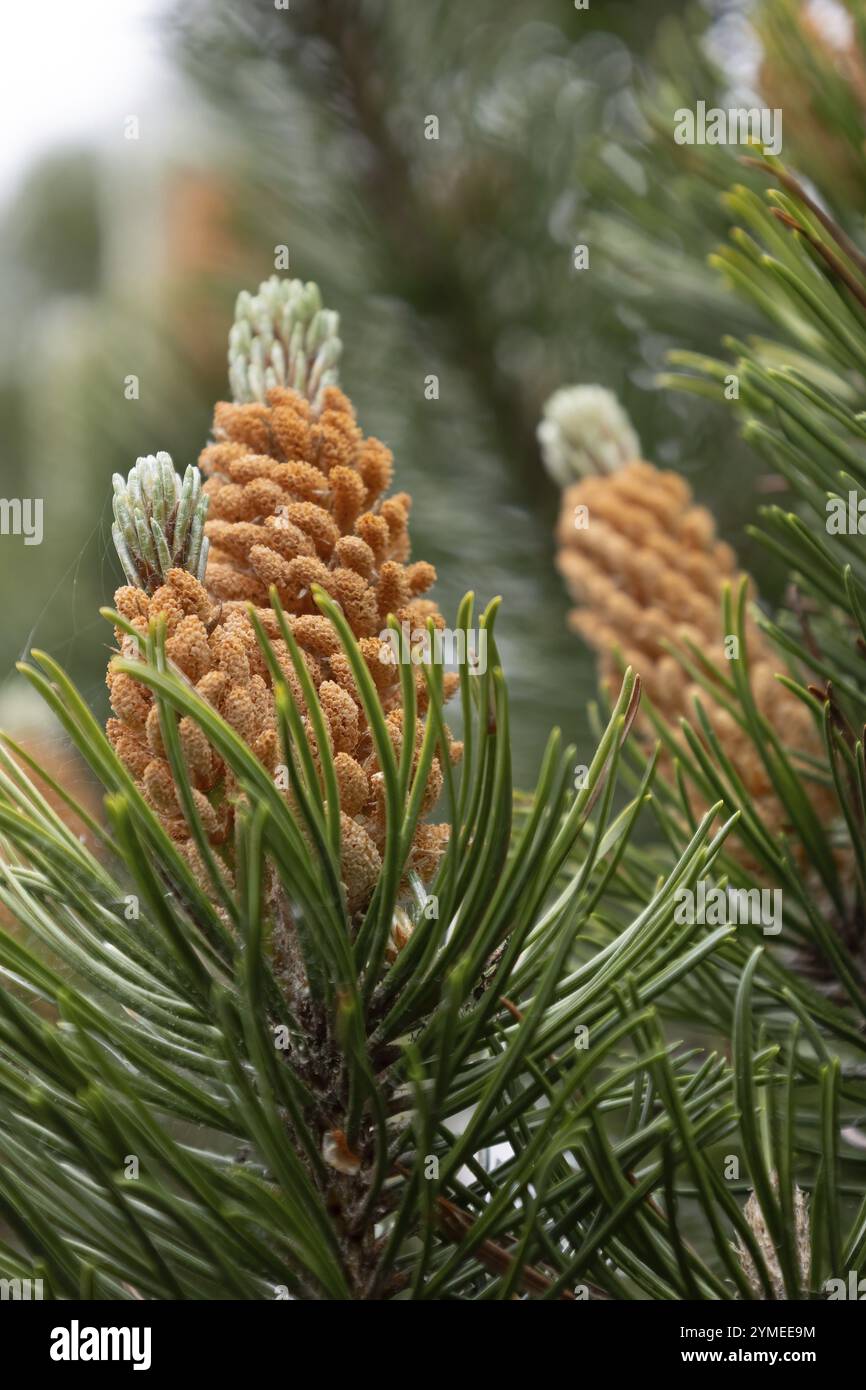 Dwarf Mountain Pine Tree, Pinus Mugo Turra, sprouting new pine cones ...