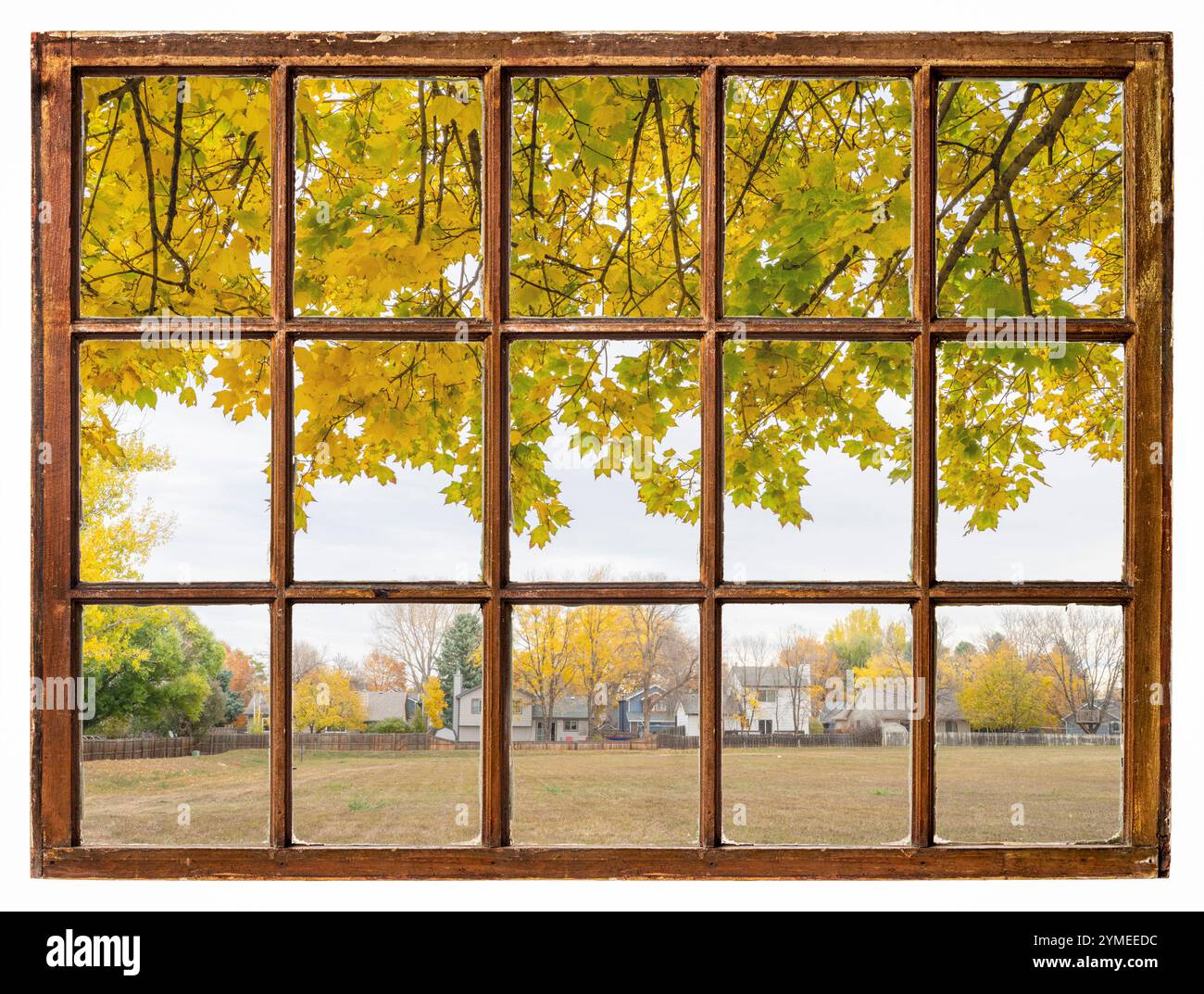 nostalgic fall landscape in residential area with a maple tree as seen ...