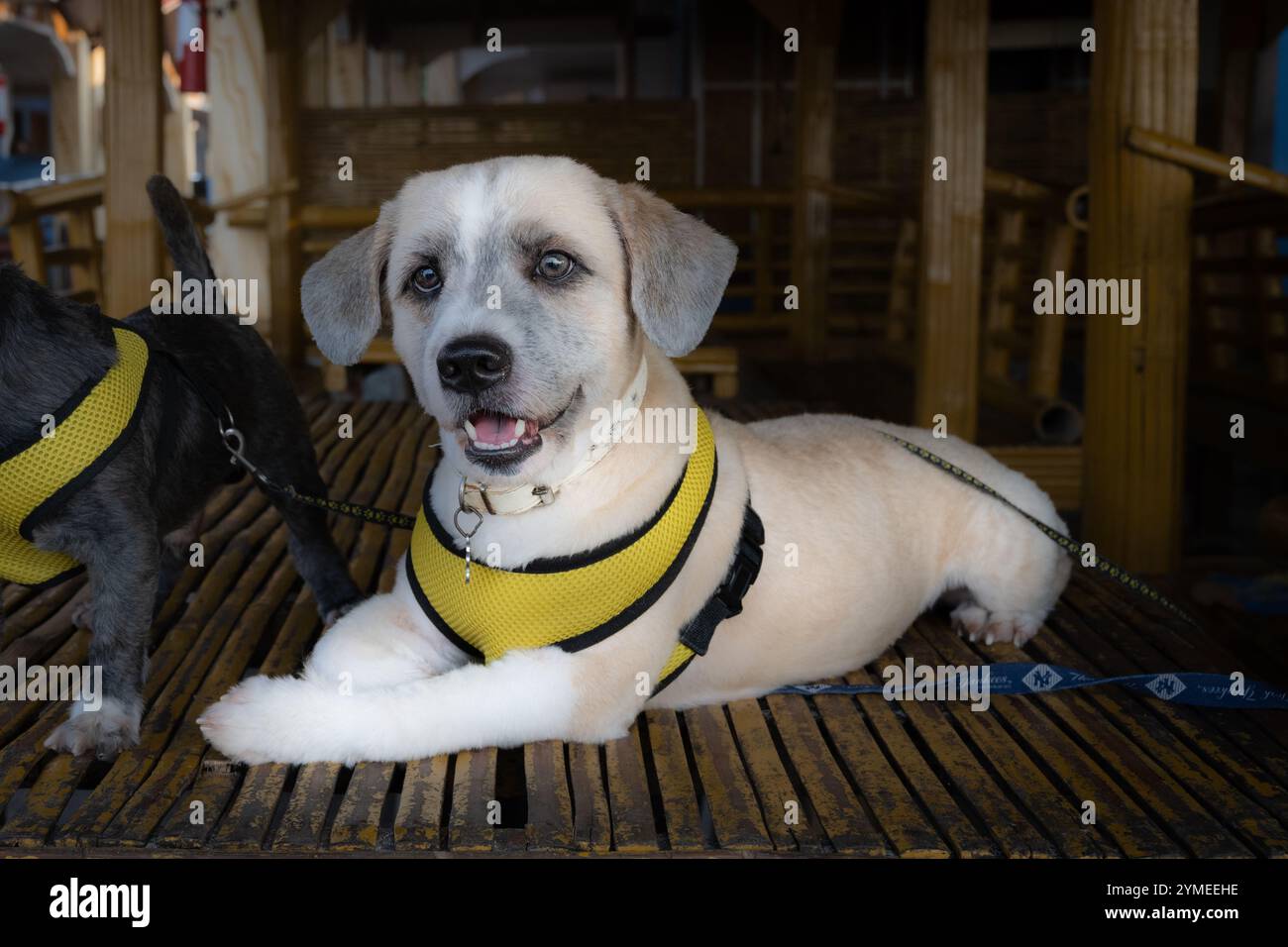 A portrait of a small white dog on a bamboo table. The dos wear a ...