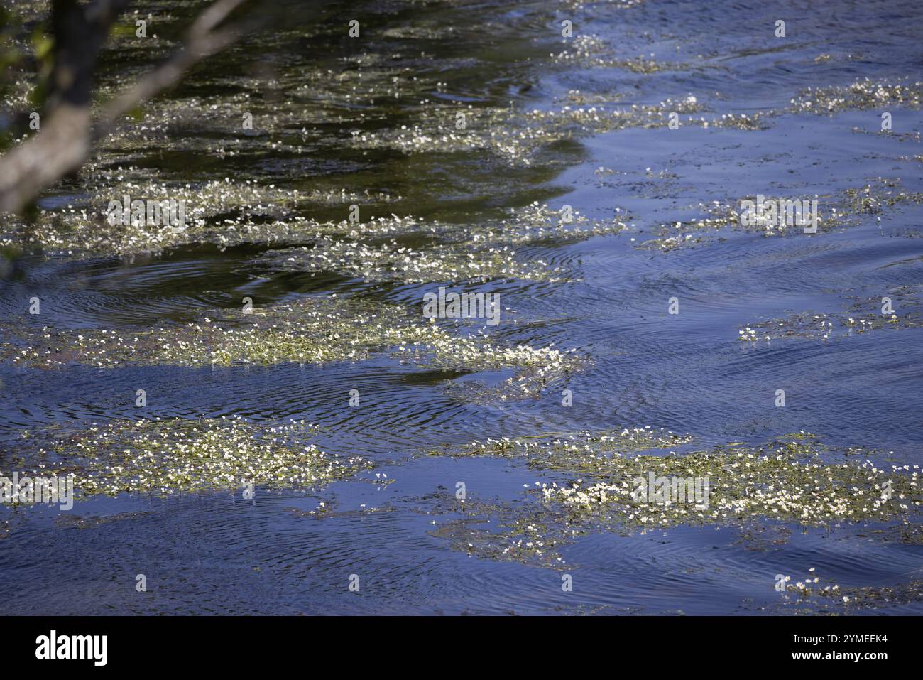 Common Water-crowfoot, Ranunculus aquatilis flowering in a Welsh river ...