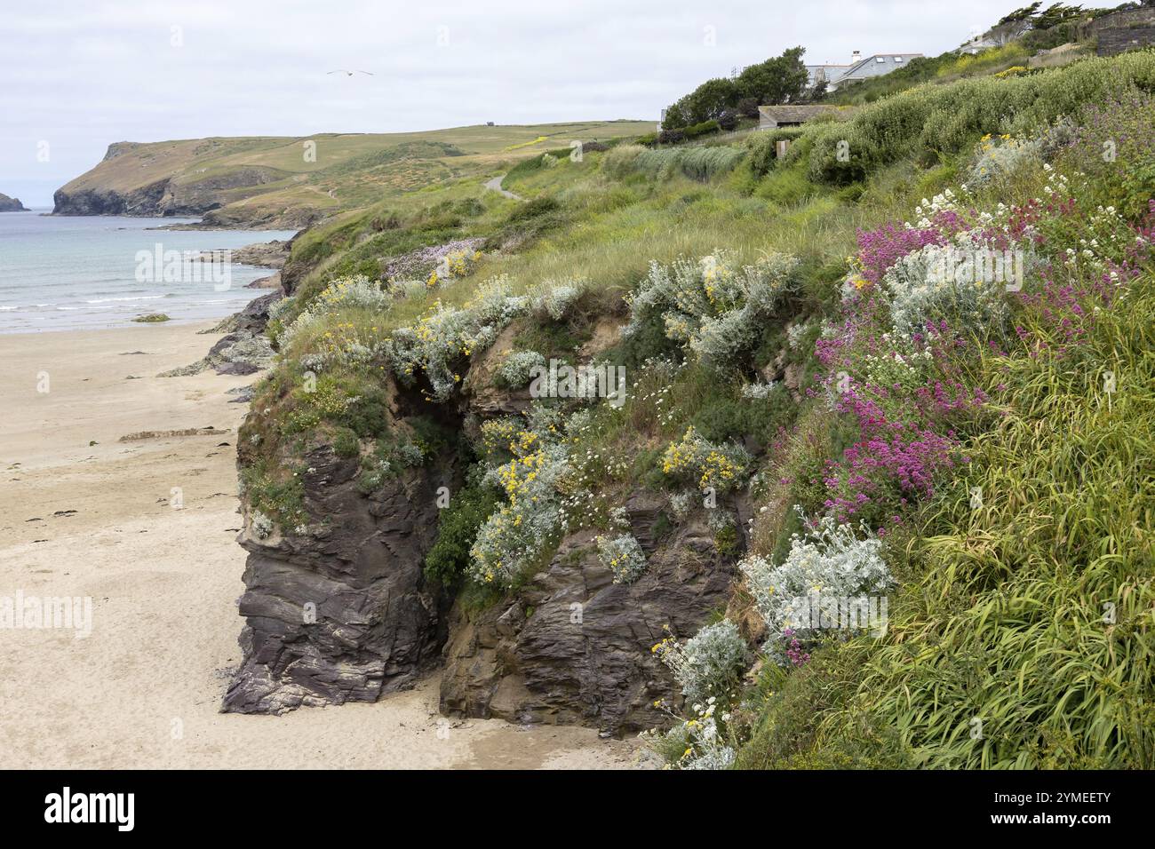 Various wildflowers growing on the cliff edge in Polzeath Cornwall ...