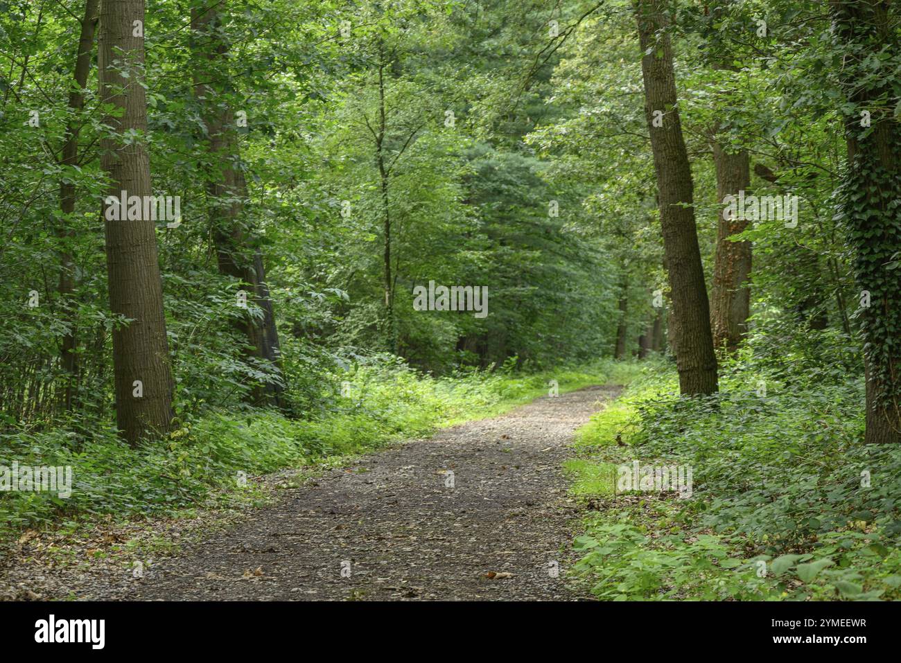 An unpaved path winds through a dense, green forest, burlo ...