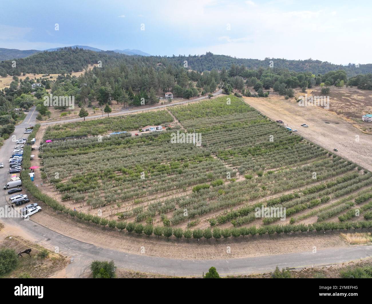 Apple orchard, rows of apple trees full of fruit ready for picking ...