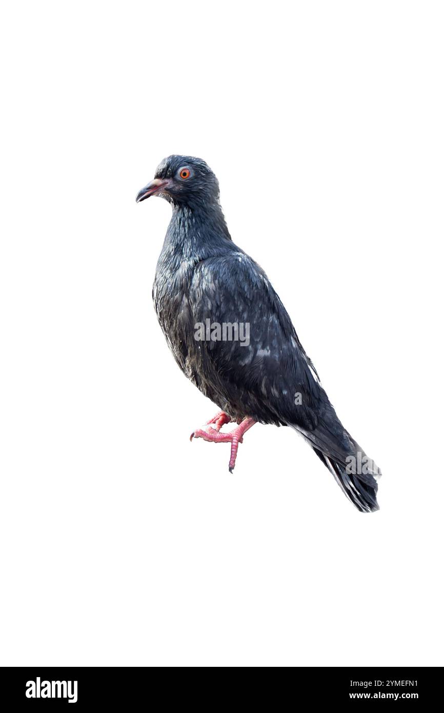 Black bird captures attention Cut Out Stock Images & Pictures - Alamy