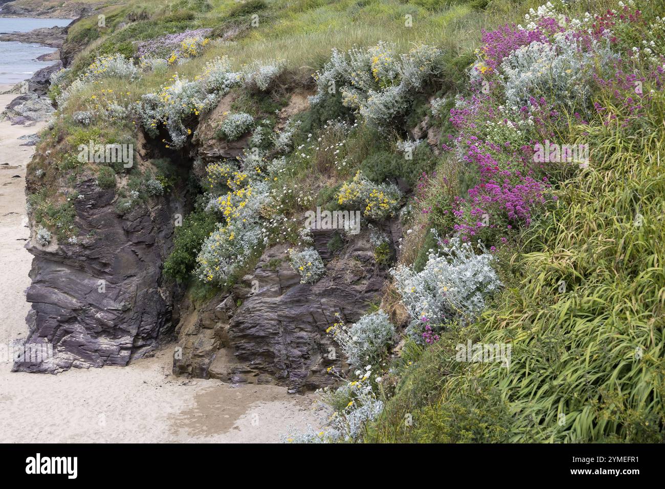 Various wildflowers growing on the cliff edge in Polzeath Cornwall ...