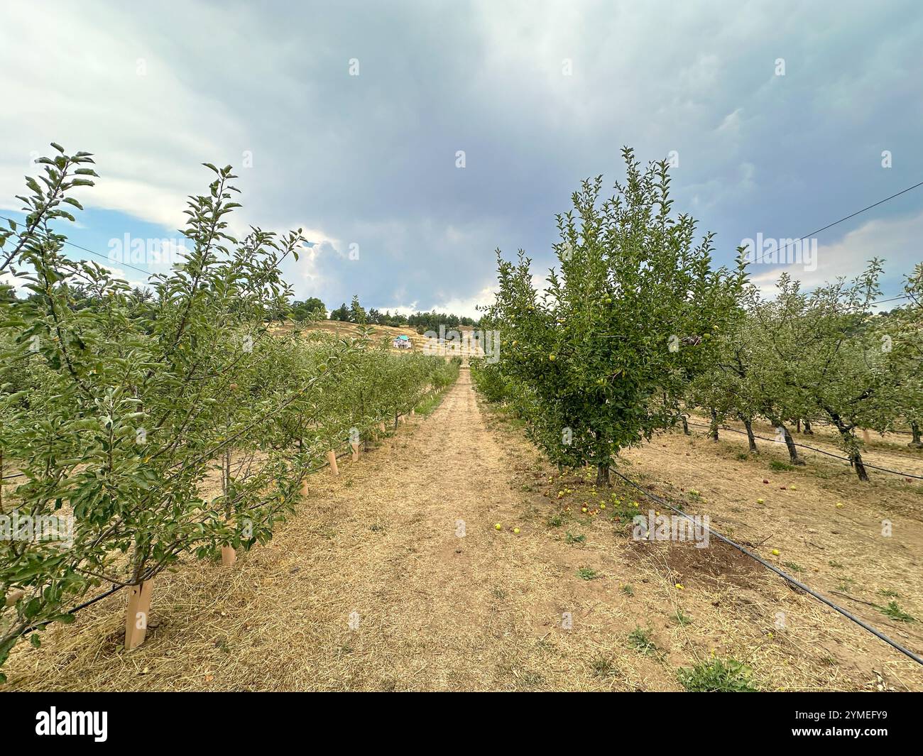 Apple orchard, rows of apple trees full of fruit ready for picking ...