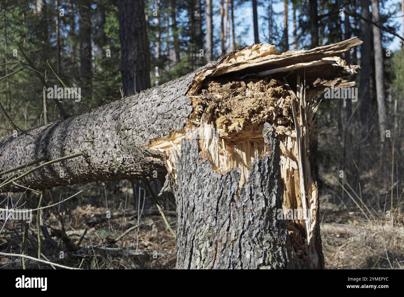 Fallen tree due to storm damage Stock Photo - Alamy