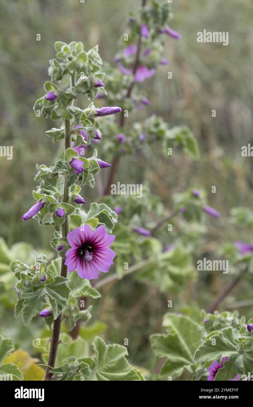 Tree Mallow, Malva arborea, flowering in springtime in Polzeath ...