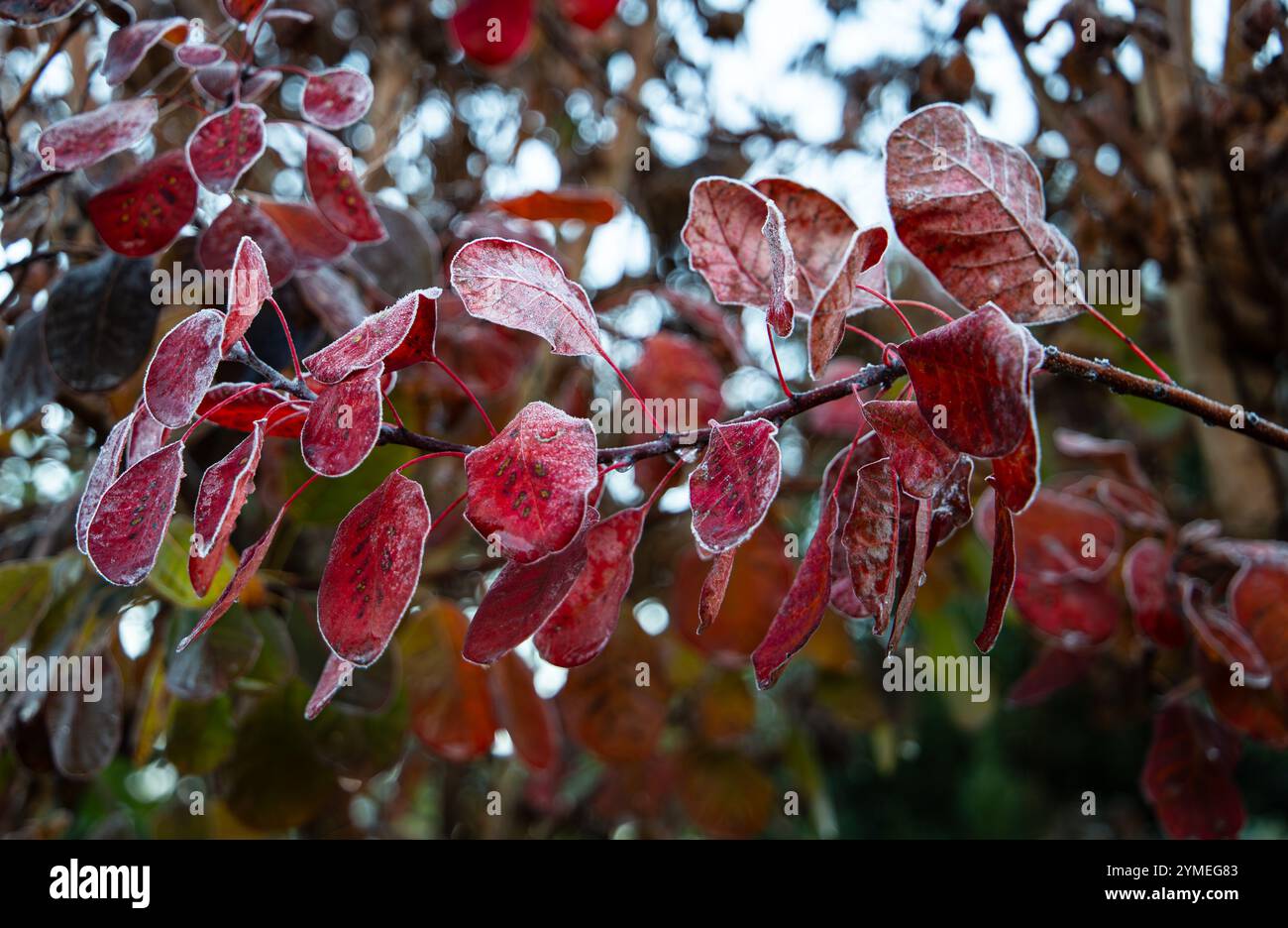 Vibrant red autumn leaves covered with frost against a blurred ...