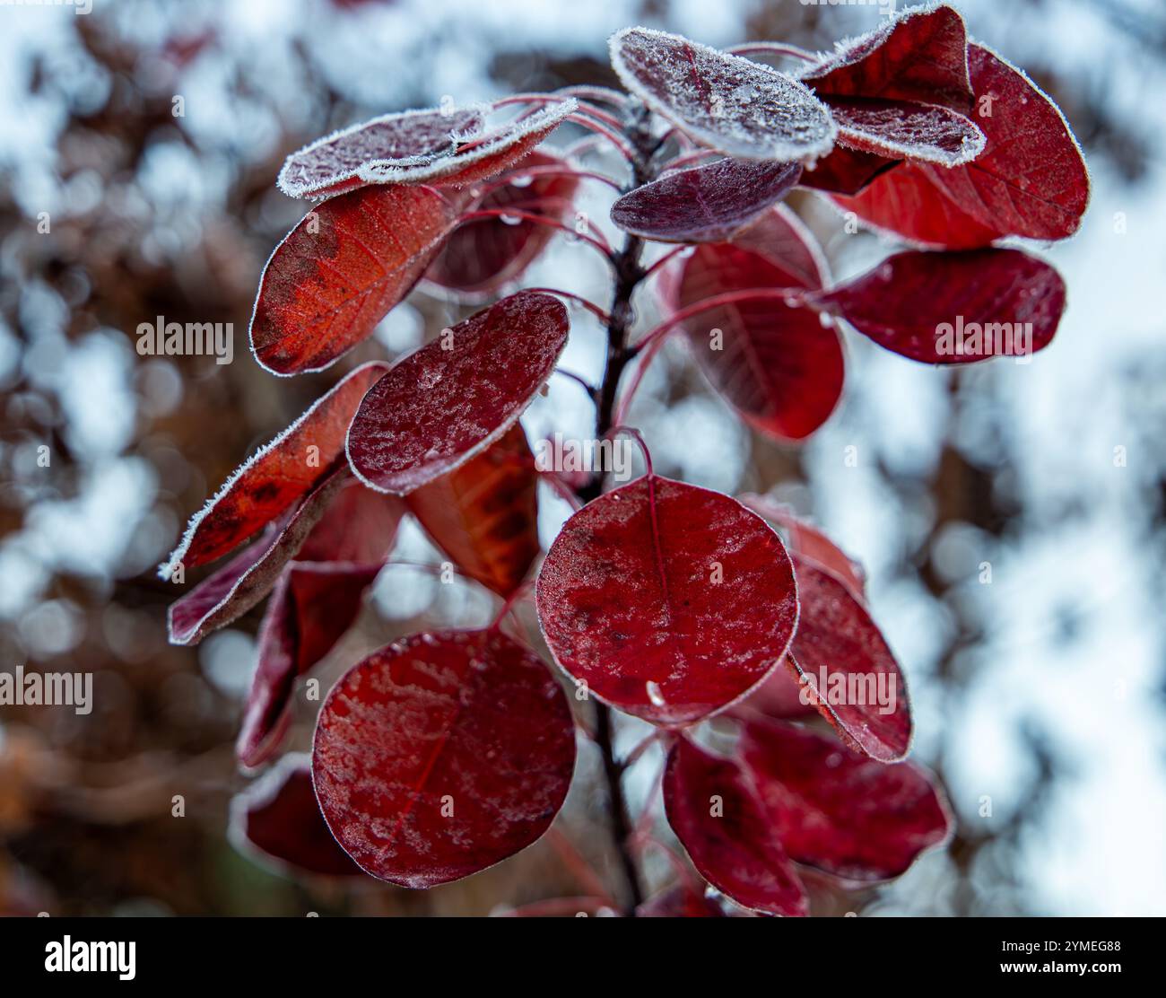 Vibrant red autumn leaves covered with frost against a blurred ...
