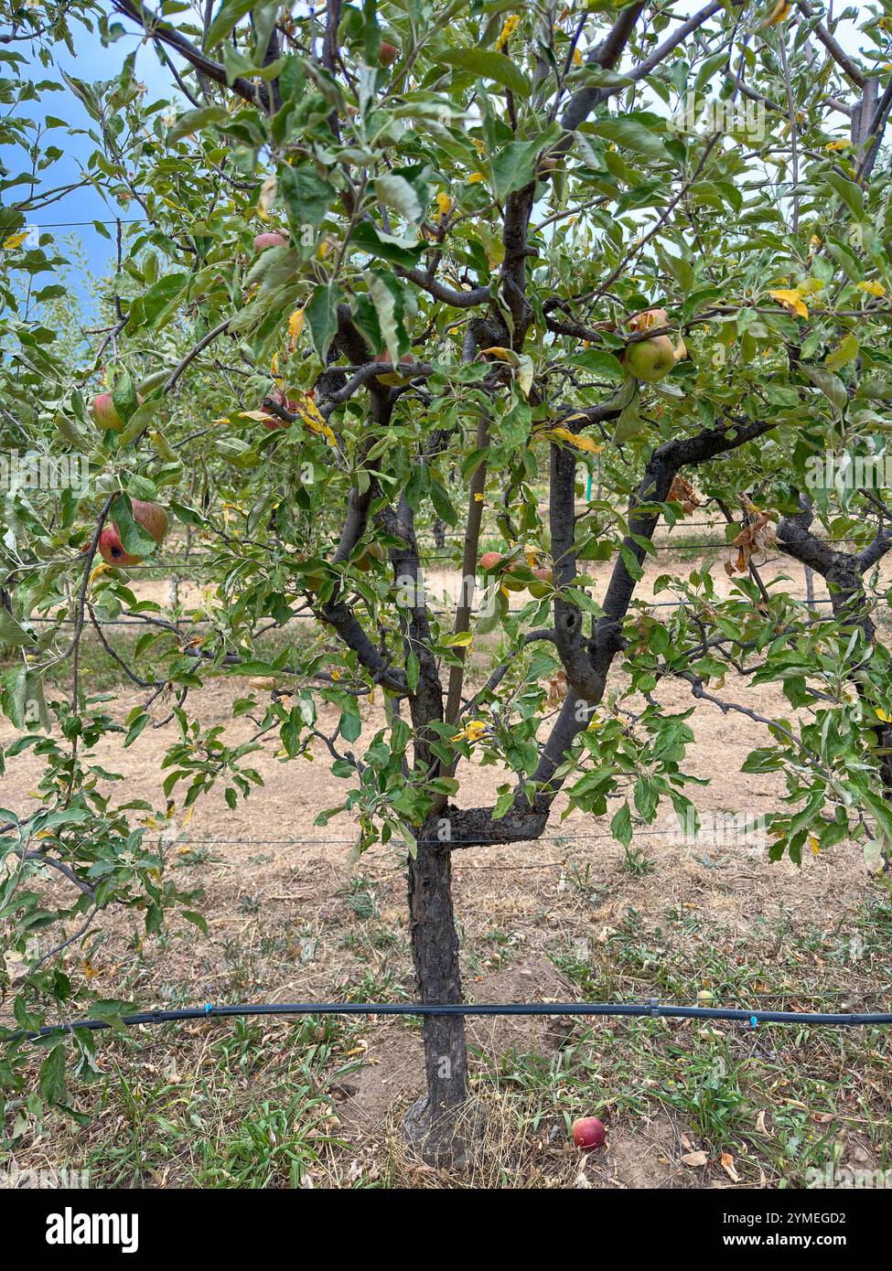Apple orchard, rows of apple trees full of fruit ready for picking ...