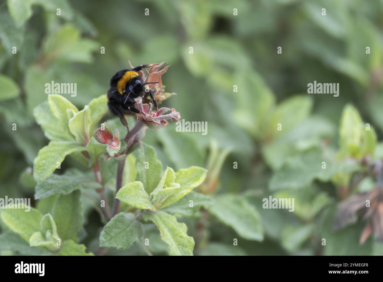 Bee fodder plant hi-res stock photography and images - Alamy