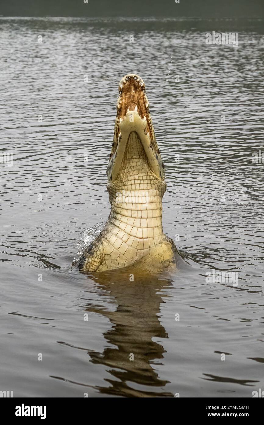 Spectacled caiman (Caiman crocodilus yacara), Crocodile (Alligatoridae ...