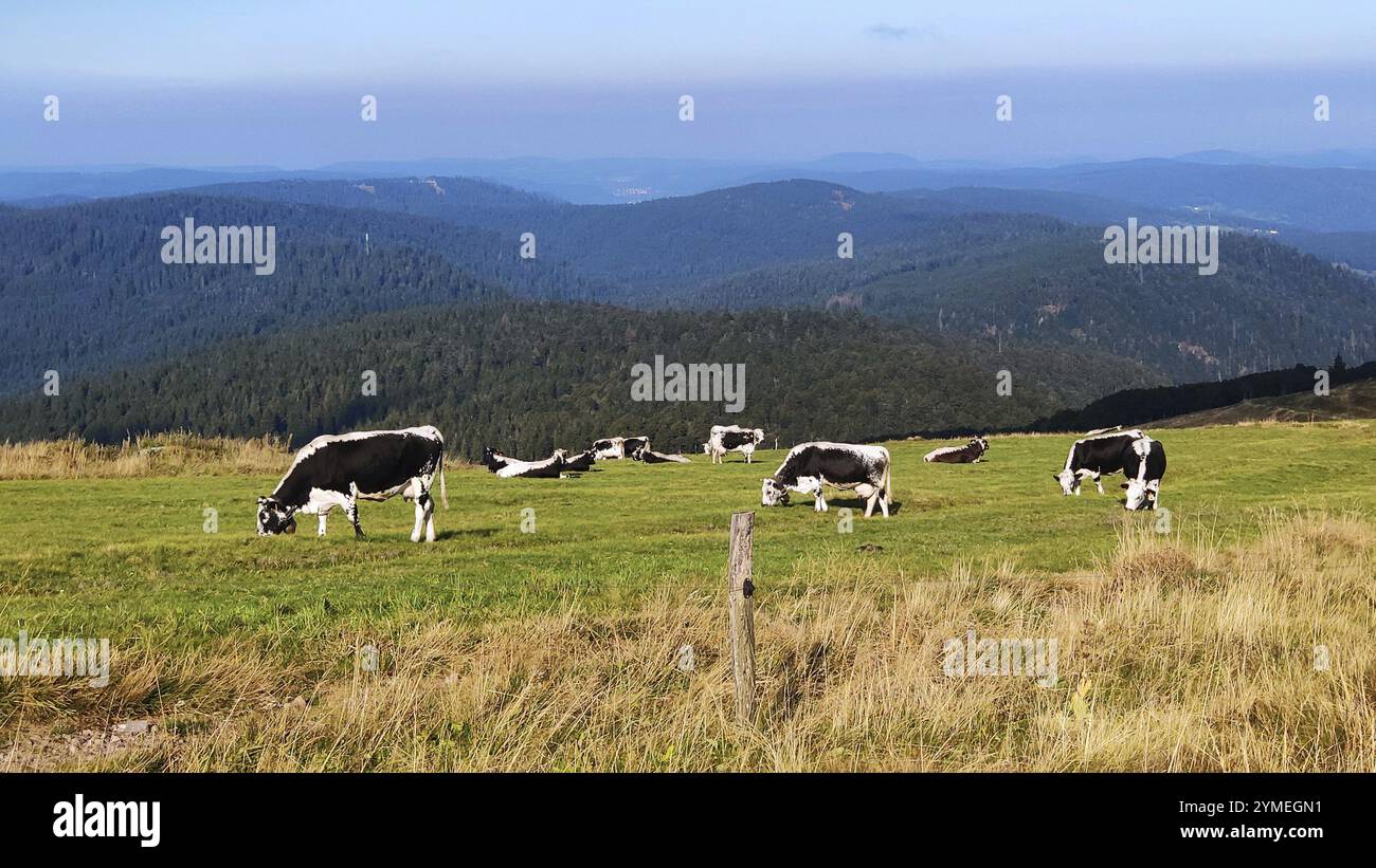 Vosges france landscape cow hi-res stock photography and images - Alamy