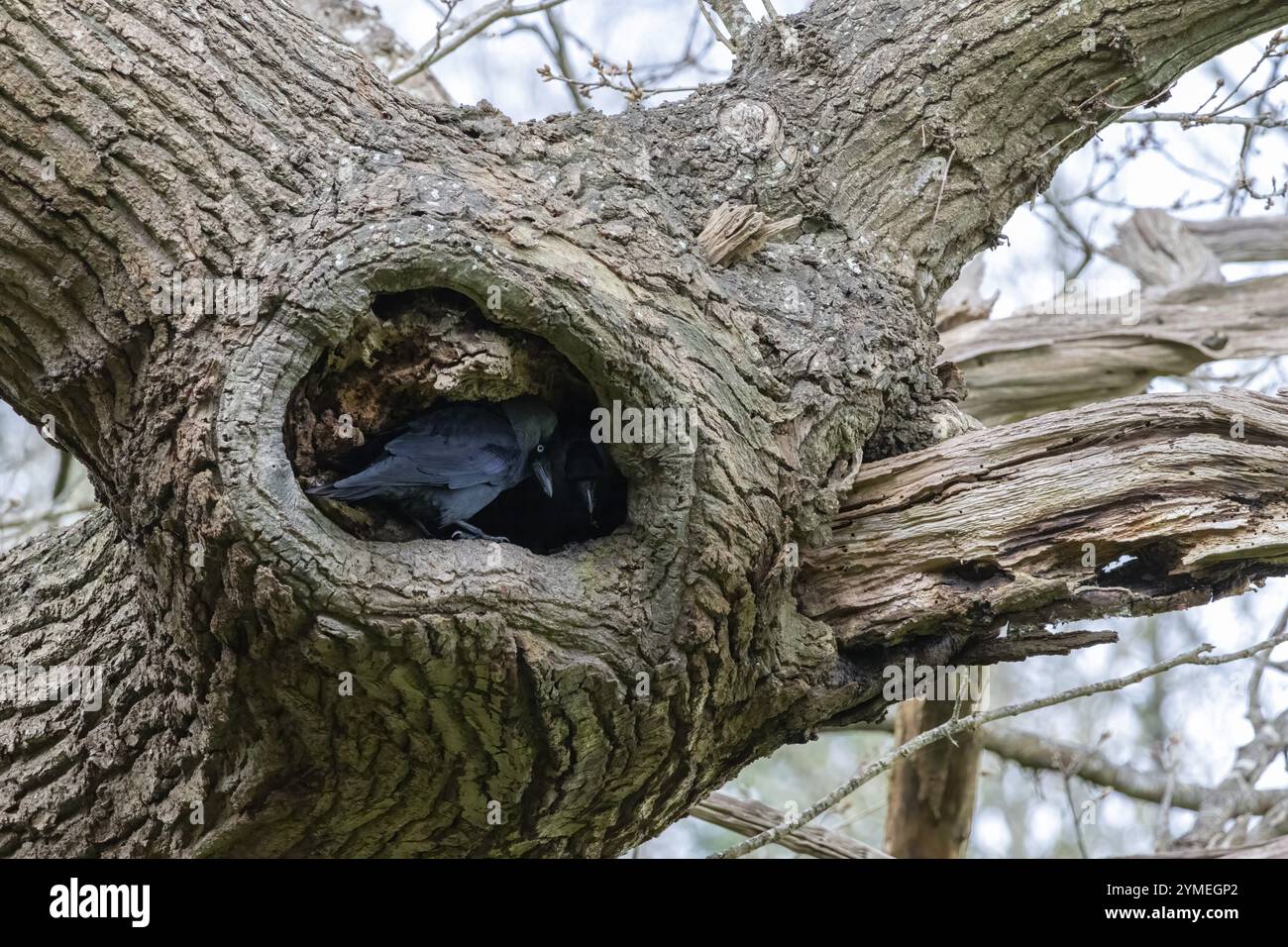 Jackdaw, Corvus monedula, at the entrance to its nest in an oak tree ...