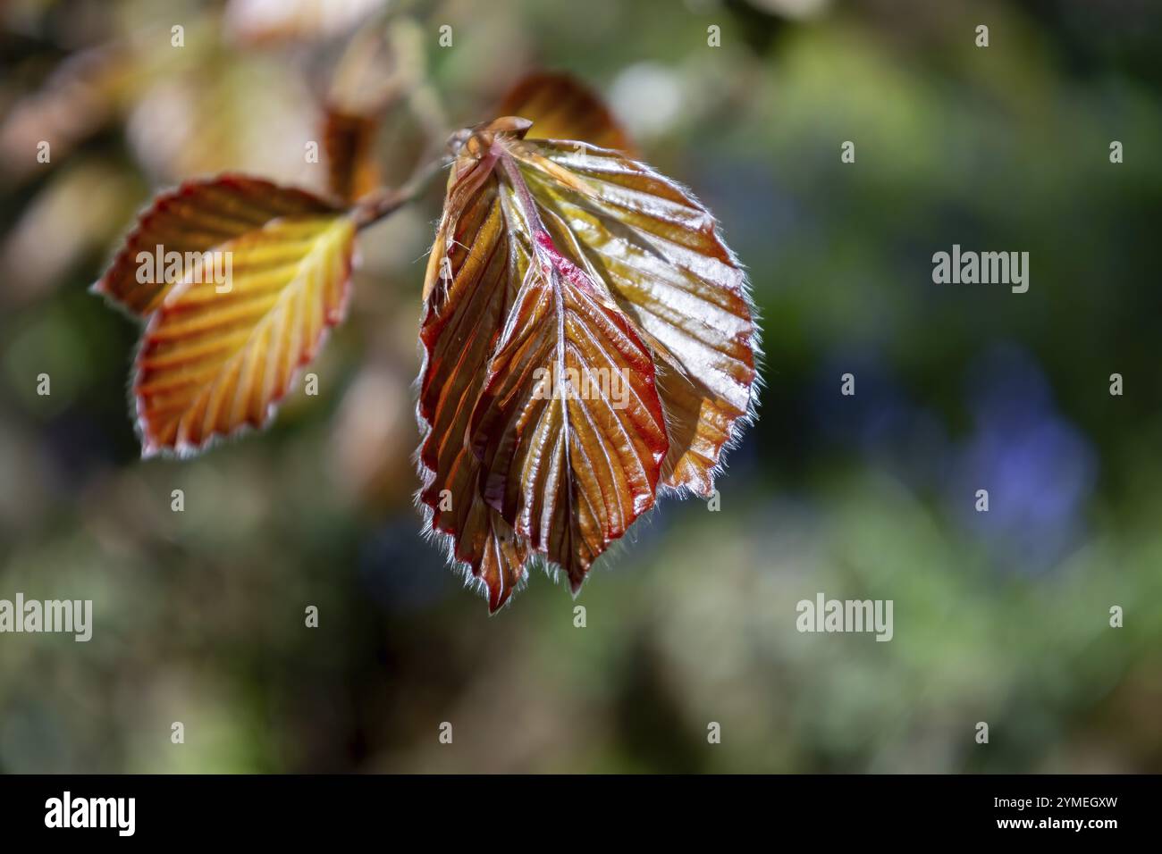 Copper Beech, Fagus Sylvatica Atropunicea, leaves emerging in ...