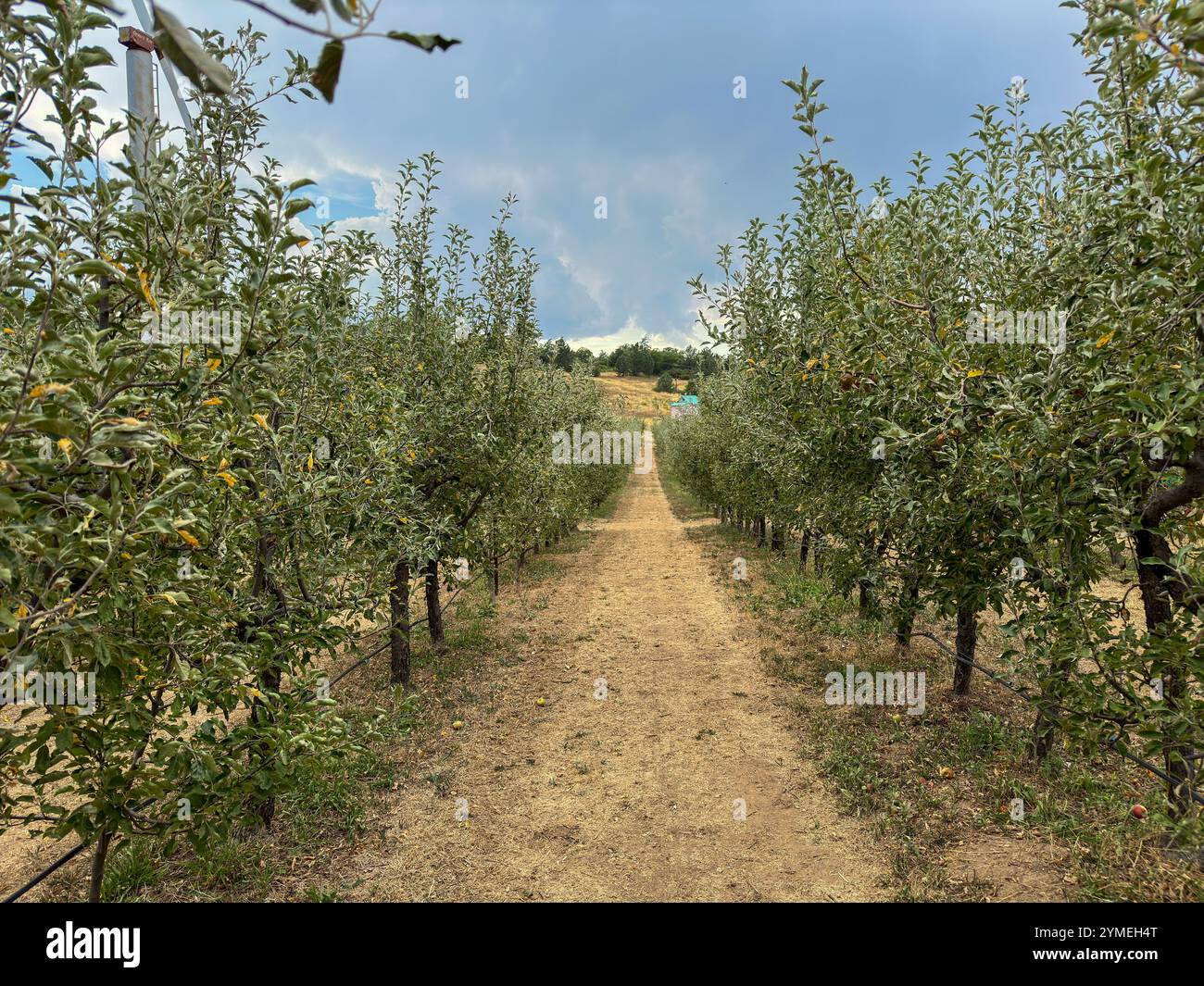 Apple orchard, rows of apple trees full of fruit ready for picking ...
