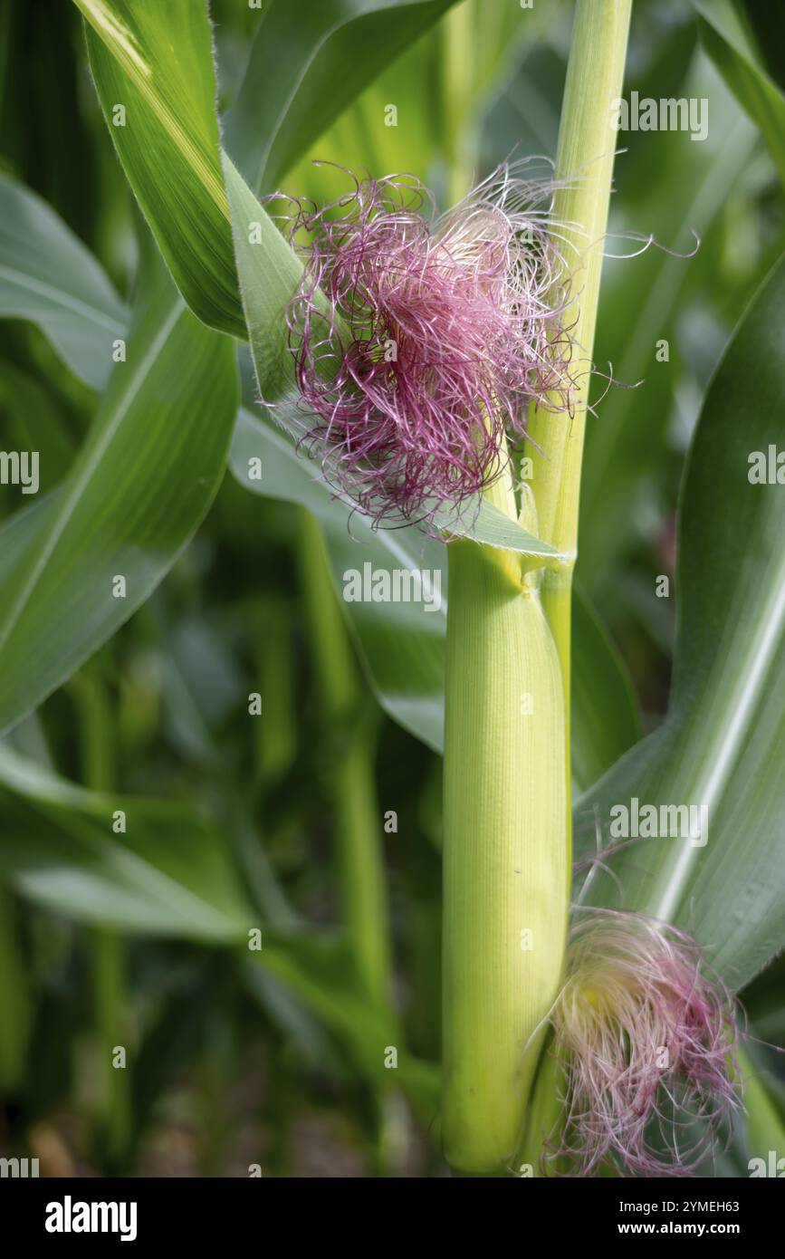 East grinstead landscapes hi-res stock photography and images - Alamy