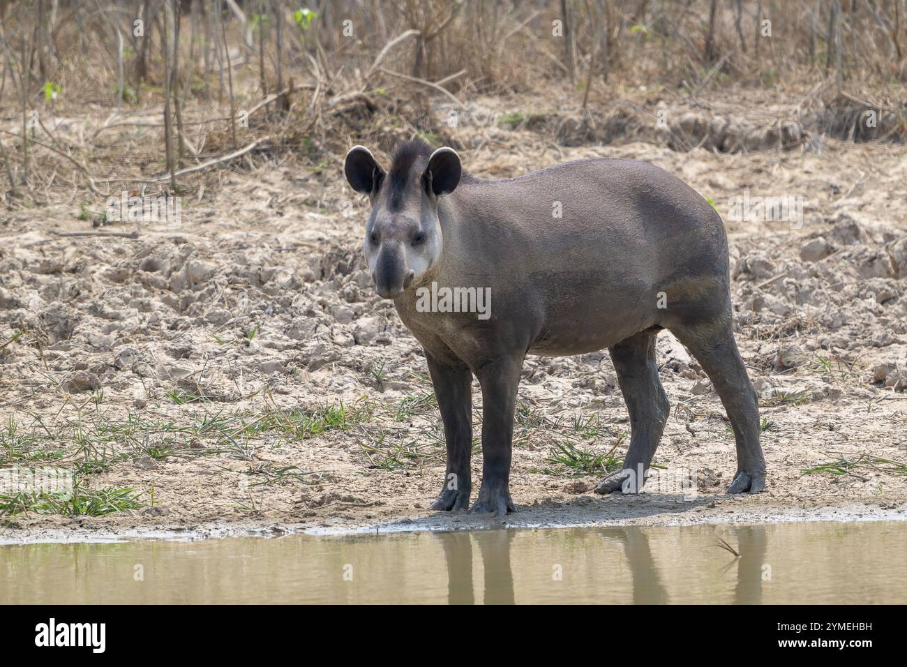 Lowland tapir (Tapirus terrestris), eye contact, Pantanal, inland ...