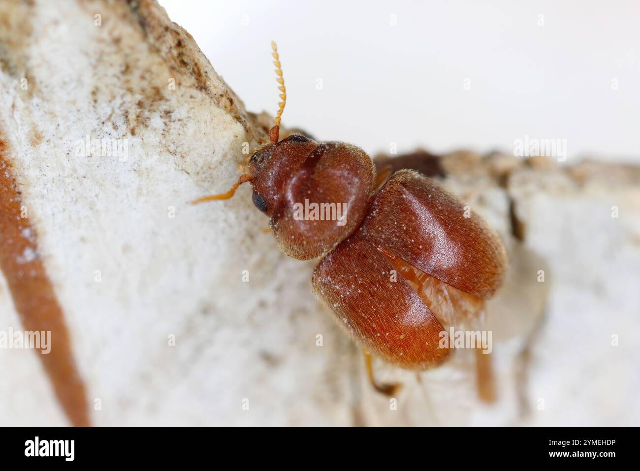 Tobacco beetle Lasioderma serricorne. A beetle preparing for flight ...