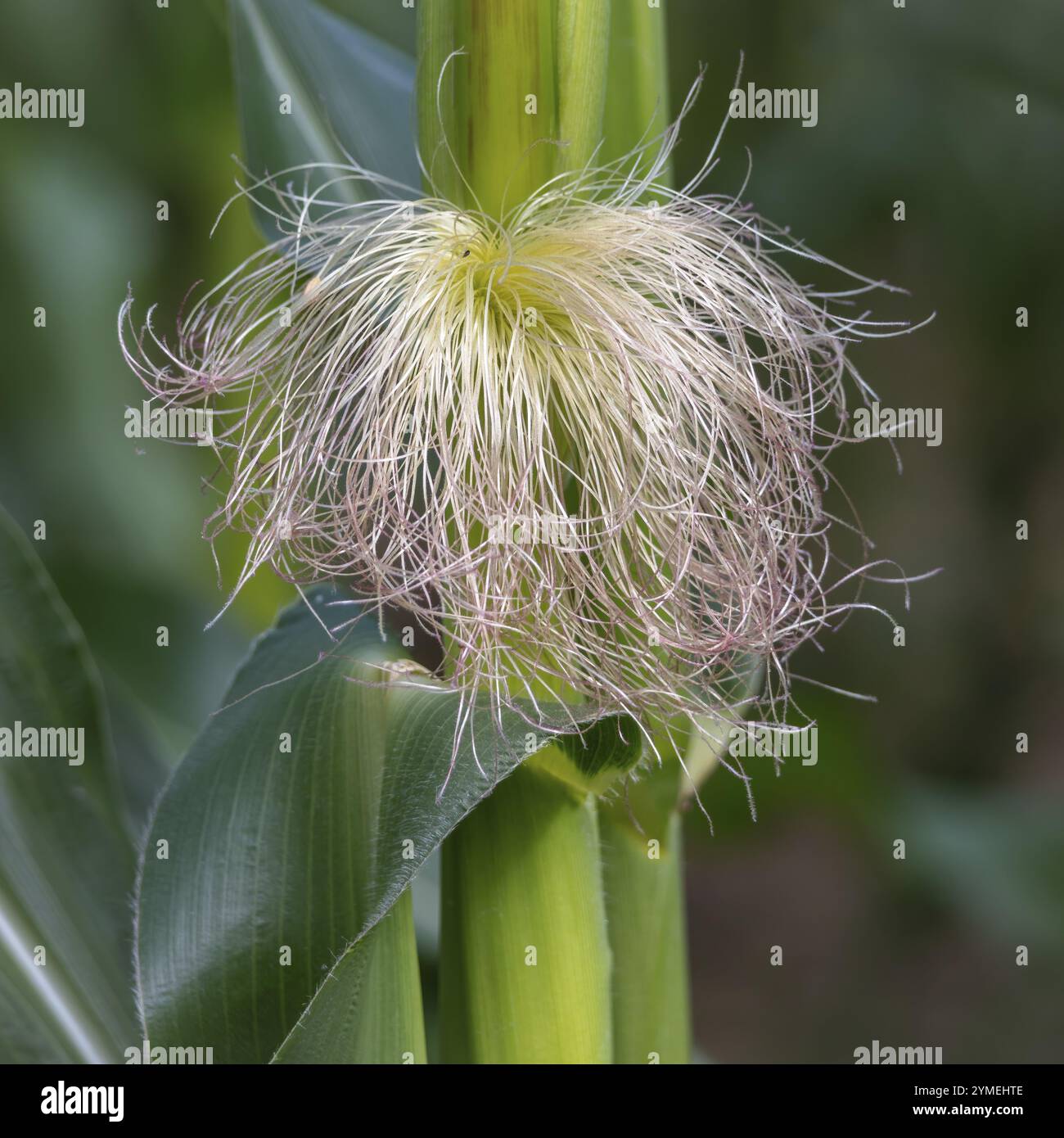 East grinstead landscapes hi-res stock photography and images - Alamy